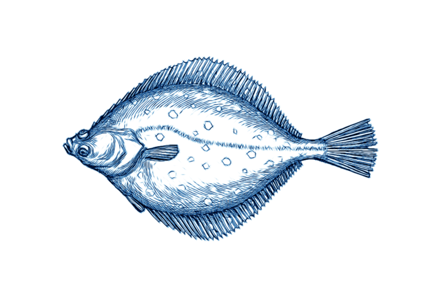 Wissen - Fisch und Fangmethoden